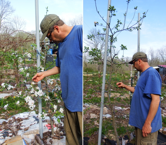 Dwarf versus semi-dwarf apple tree Dwarf versus semi-dwarf apple tree