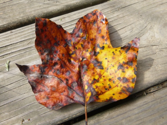 Autumn Leaf